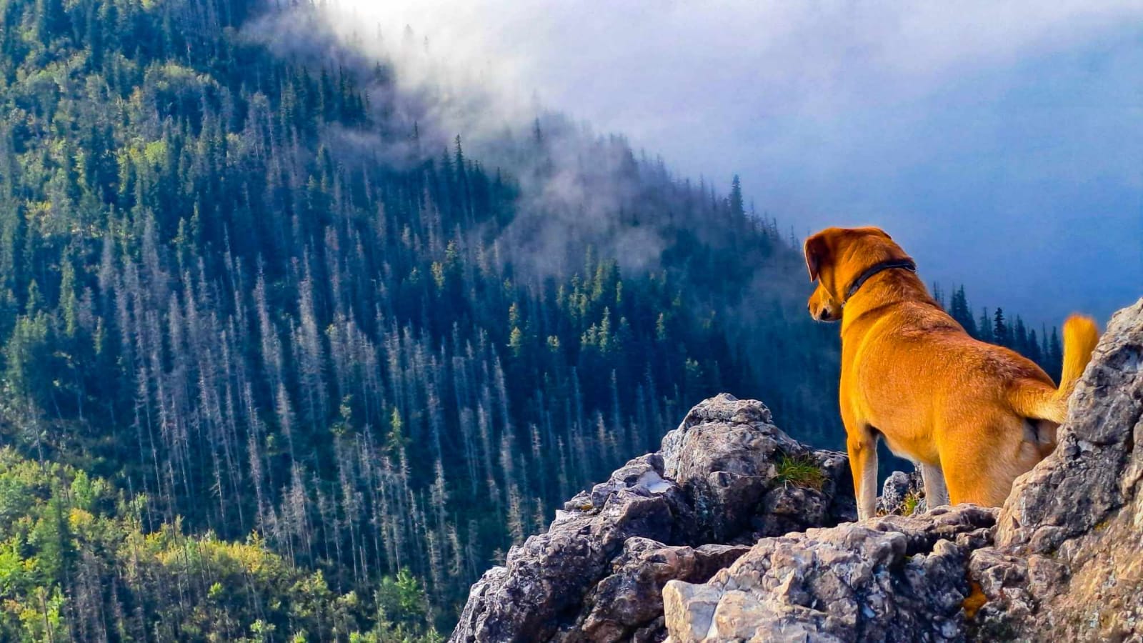 [24tp.pl] Pies na Sarniej Skale